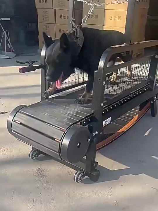 Manual Dog Treadmill for Medium Large Dogs Non-Electric Plastic Pet ...