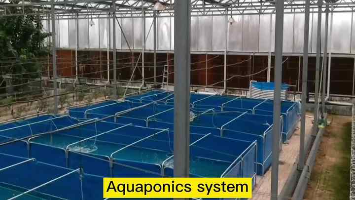 Tarpaulin Ponds Suggested for Urban Fish Farming Rectangular Tarpaulin ...