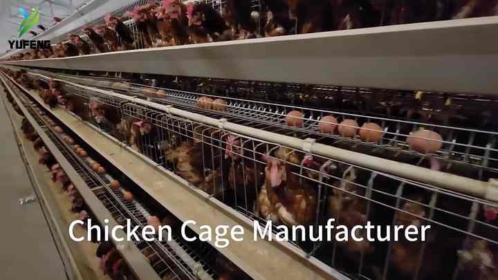 H Type Chicken Cage Cages for Laying Hens Laying Hen Cage Poultry ...