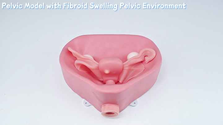 Gynecological Training Modules - Pelvic Model for Laparoscopic ...