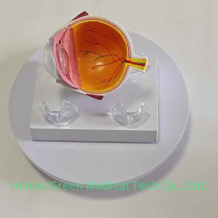 Human Eye Anatomy Model PVC for Medical Education in Schools and ...