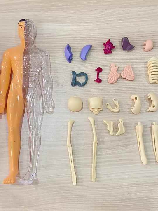 Human Skeleton Organ Model Toys Assembly Skeleton Structure Toys ...