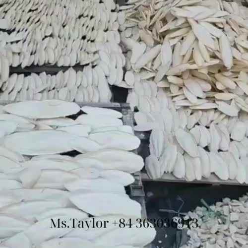 Sepium High Quality Dry Cuttlefish Bone Cuttlebone 100% Natural From ...
