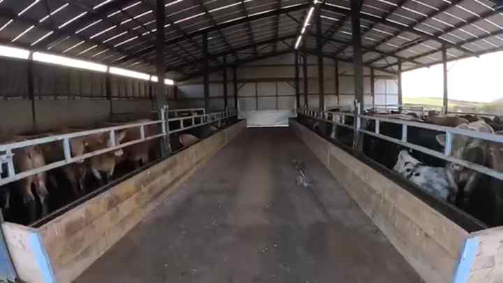 Customized Steel Structure Shed Kits for Livestock Housing