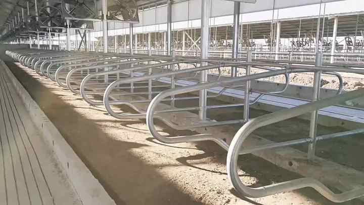 Dairy Cow Cubicle Cow Stall Cattle Free Stall Cubicle Bed Cow Bed ...