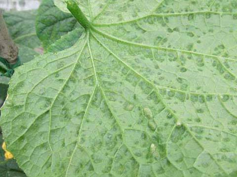 CAS NO 175013-18-0 Pyraclostrobine price - agrichemistry.com