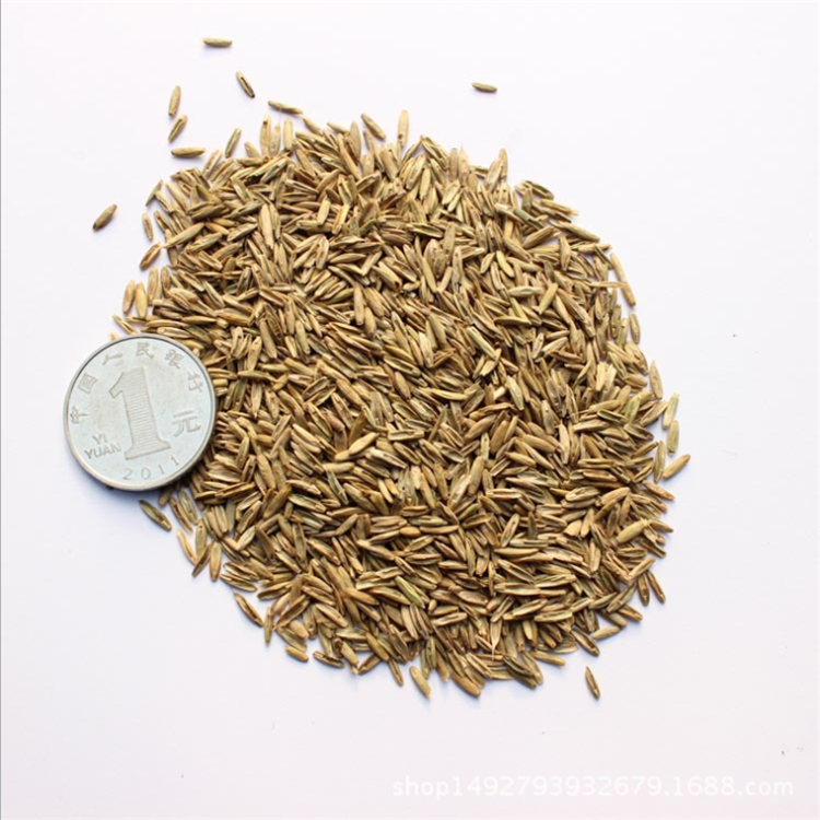 Catálogo de fabricantes de Ballico Semilla de alta calidad y Ballico ...