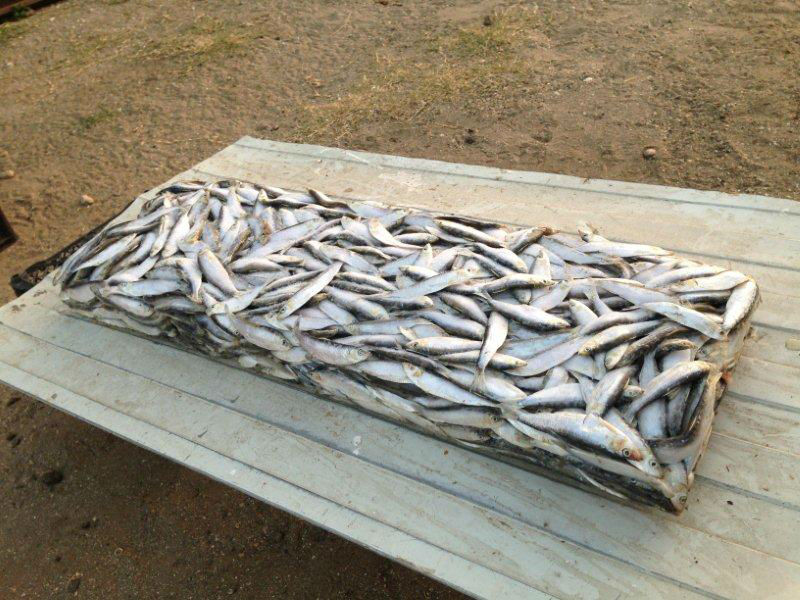 Catálogo de fabricantes de Kilka Fish de alta calidad y Kilka Fish en ...