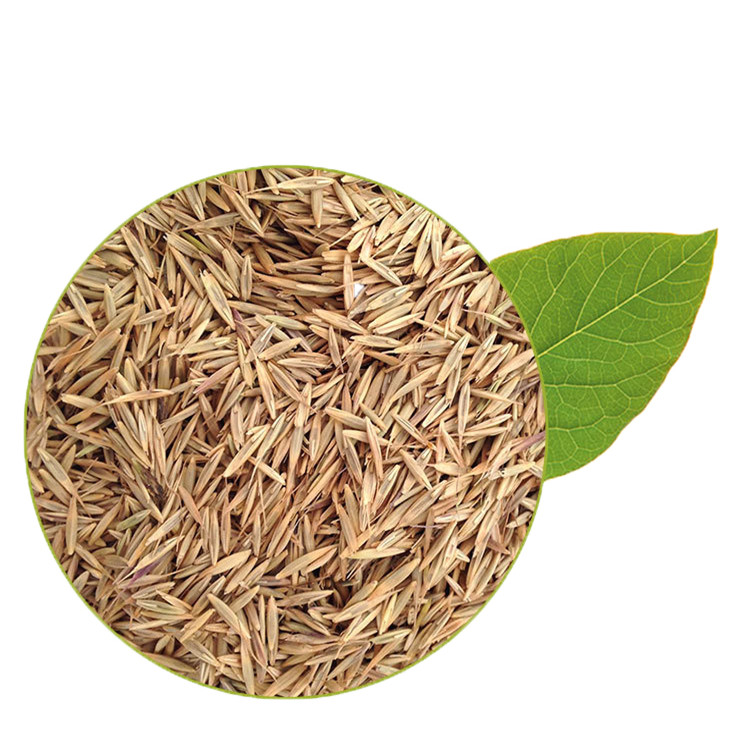 Catálogo de fabricantes de Pasto Ovillo Semilla de alta calidad y Pasto ...