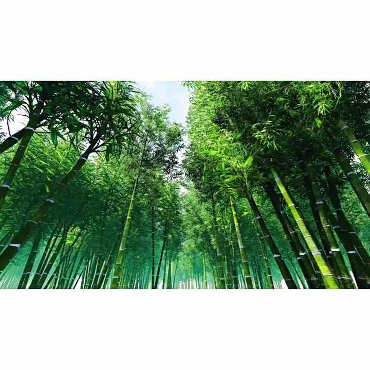 Stock Supply Thicker Bamboo Jersey - 92% Bamboo, 8% Spandex, 260gsm