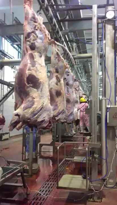 Abattoir Slaughter Cattle Butcher Brisket Chest Opening Saw for ...