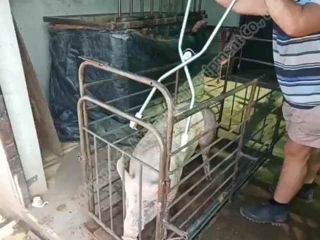 Hand-held Stunning Machine Chinese Factory Pig Stunning Equipment ...