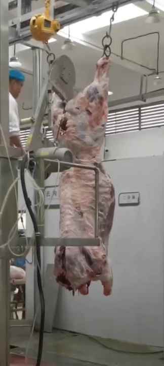 Carcass Splitting Saw - High Productivity Animal Body Split Machine