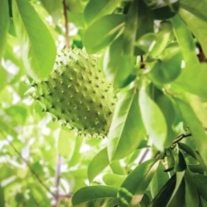 Soursop Leaves Dried Ingredient for Tea Beverage and Herbal Use ...