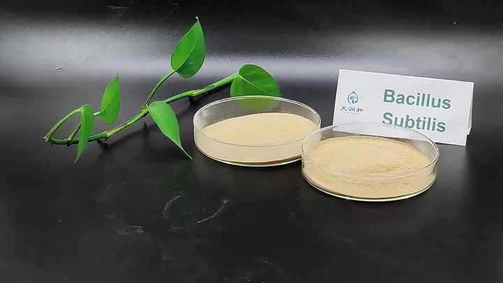 aquaculture probiotics bacillus subtilis - bacillus subtilis suppliers ...