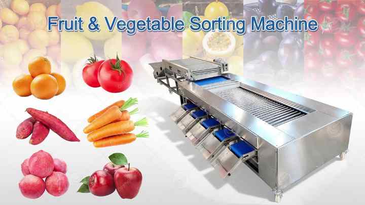 ORME Mandarin Orange Fruit Sort Machine Blueberry Potato Onion Roller ...