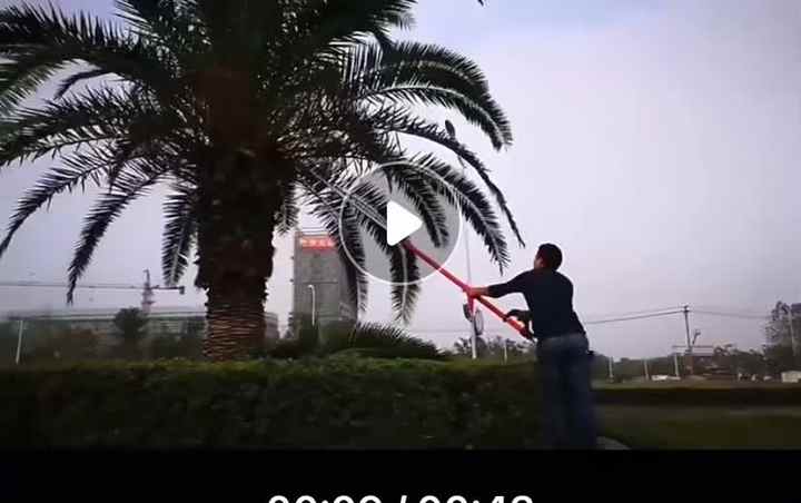 3M Long Pole Palm Oil Fruit Nut Harvester 55cc - Efficient Palm Tree ...