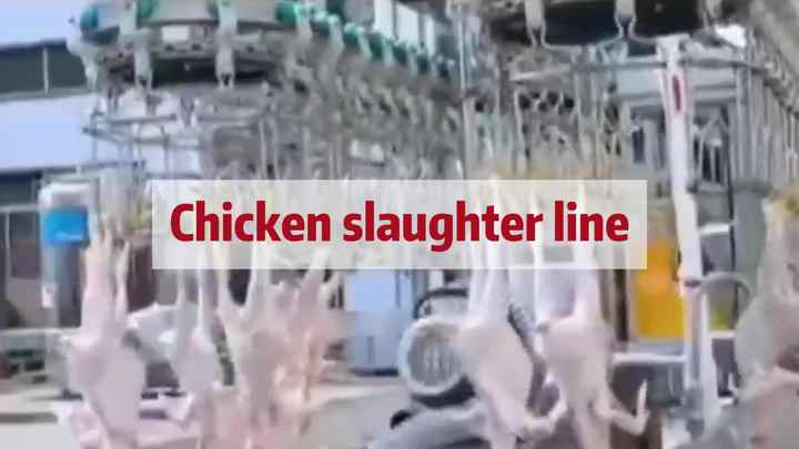 Maisheng 500bph Chicken Slaughter Line Core Motor Component Poultry ...
