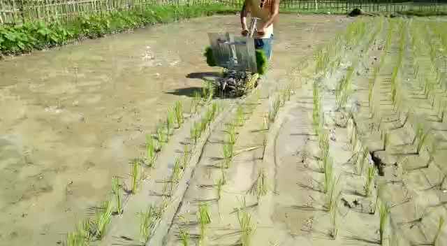 Dual-Row Compact Crop Seeding Insertion Machine for Precise Rice ...