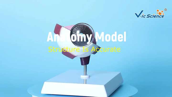 Human Anatomical Motor Neuron Model for Medical Teaching