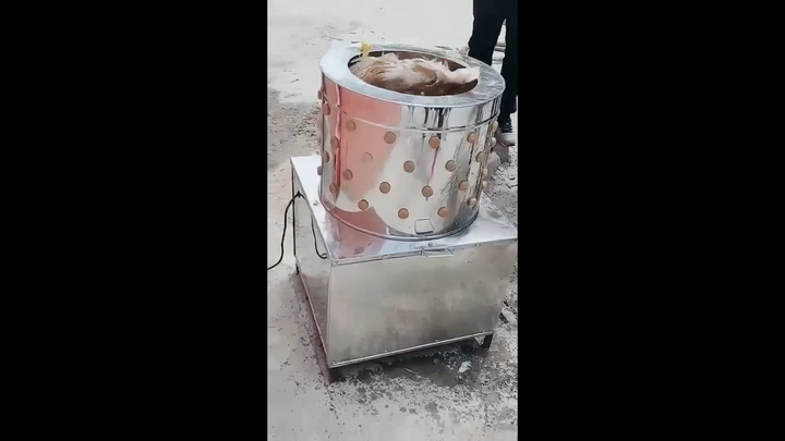Commercial Chicken Plucker Machine for Poultry Processing Defeathering ...