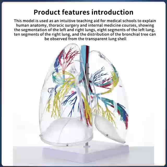 Transparent Lung Anatomical Model Advanced Human Lung Medical Model ...