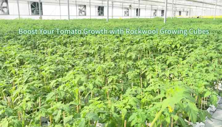 UPUPER CB100L Hydroponic/vertical Seedling Soilless Growing Medium Rock ...