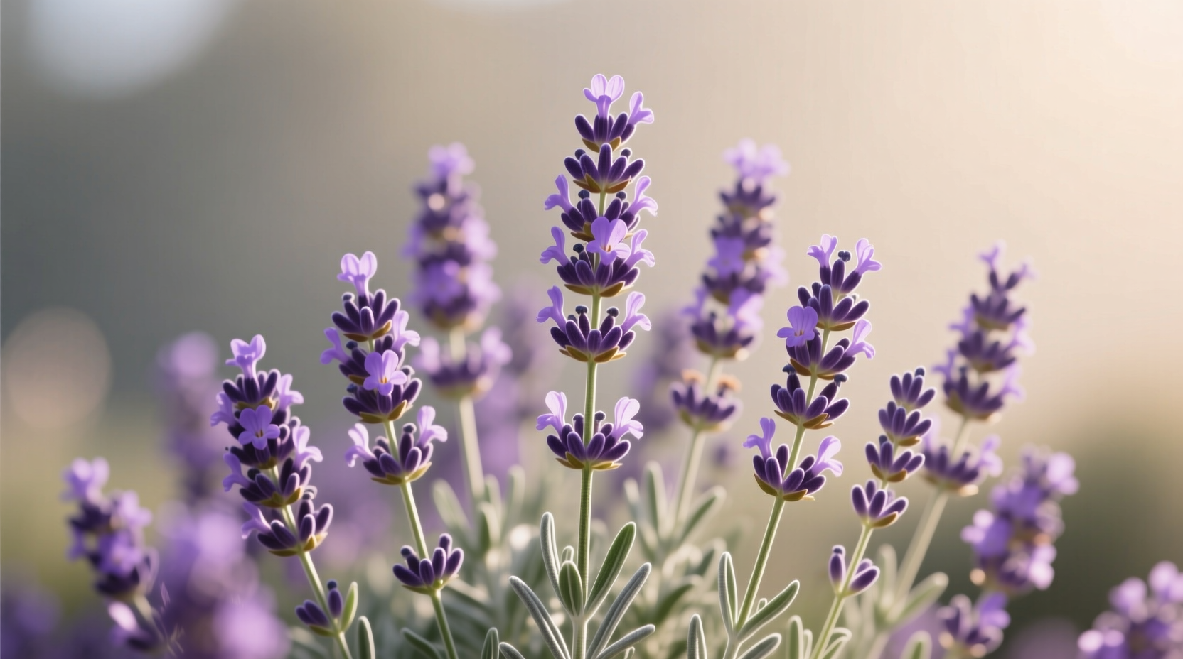 Lavender Flowering Times: When to Expect Blooms