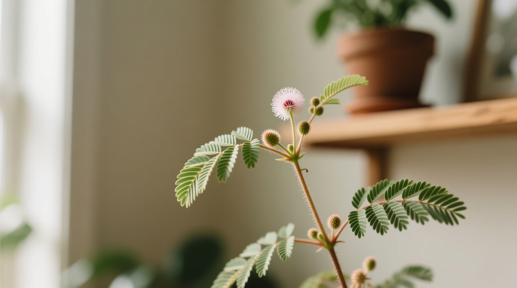 Touch Me Not Plant Care: What Actually Matters for Home Growers