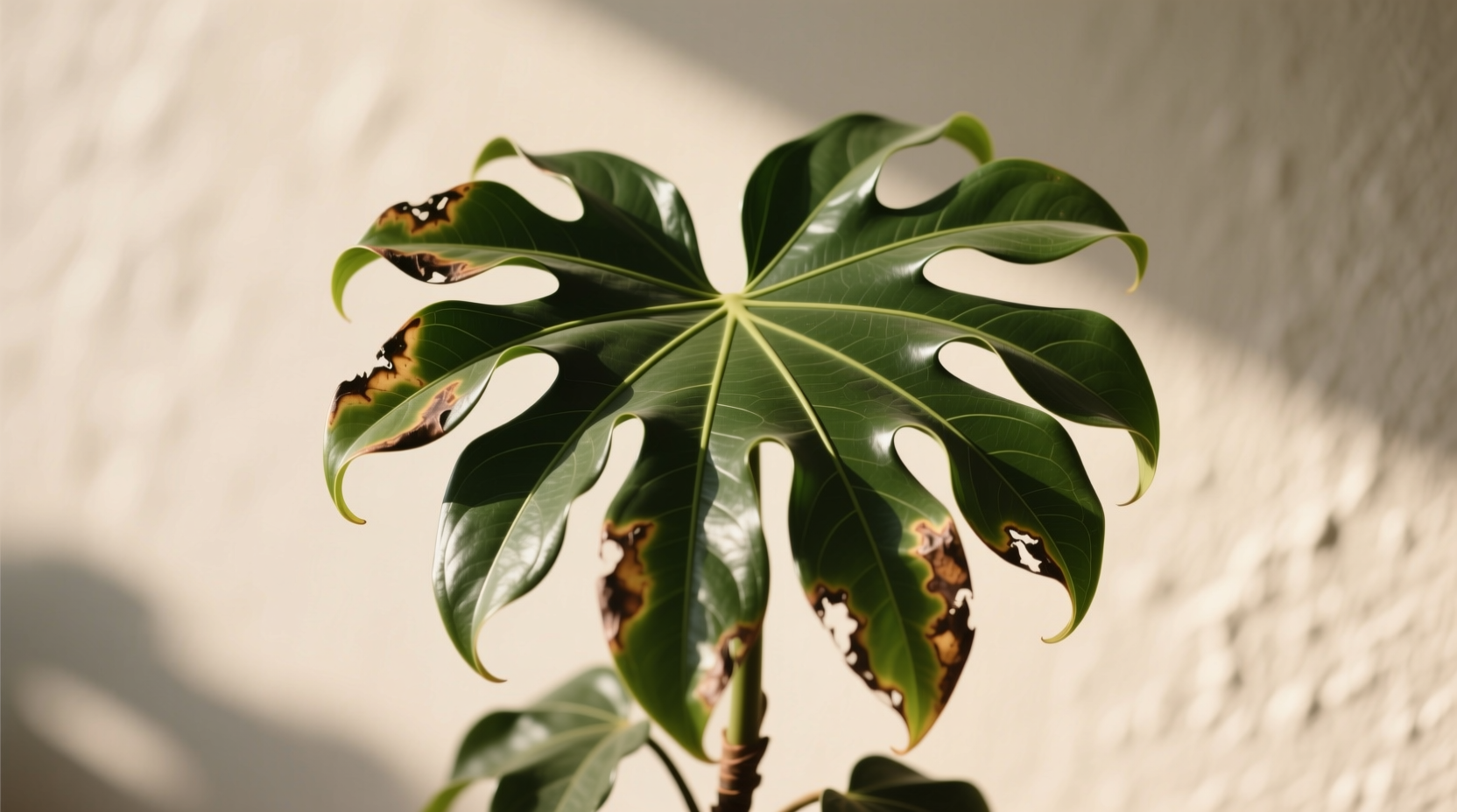 Brazilian Lucky Wood Plant Care: Essential Guide