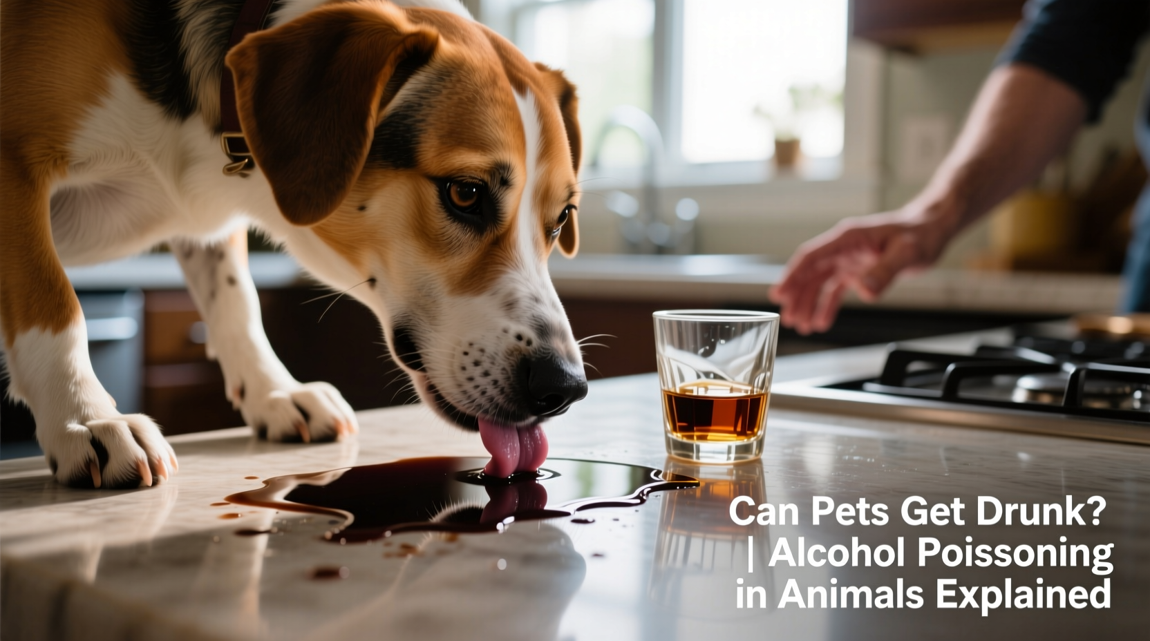 Can Pets Get Drunk From Licking Spilled Alcohol Dangers Explained