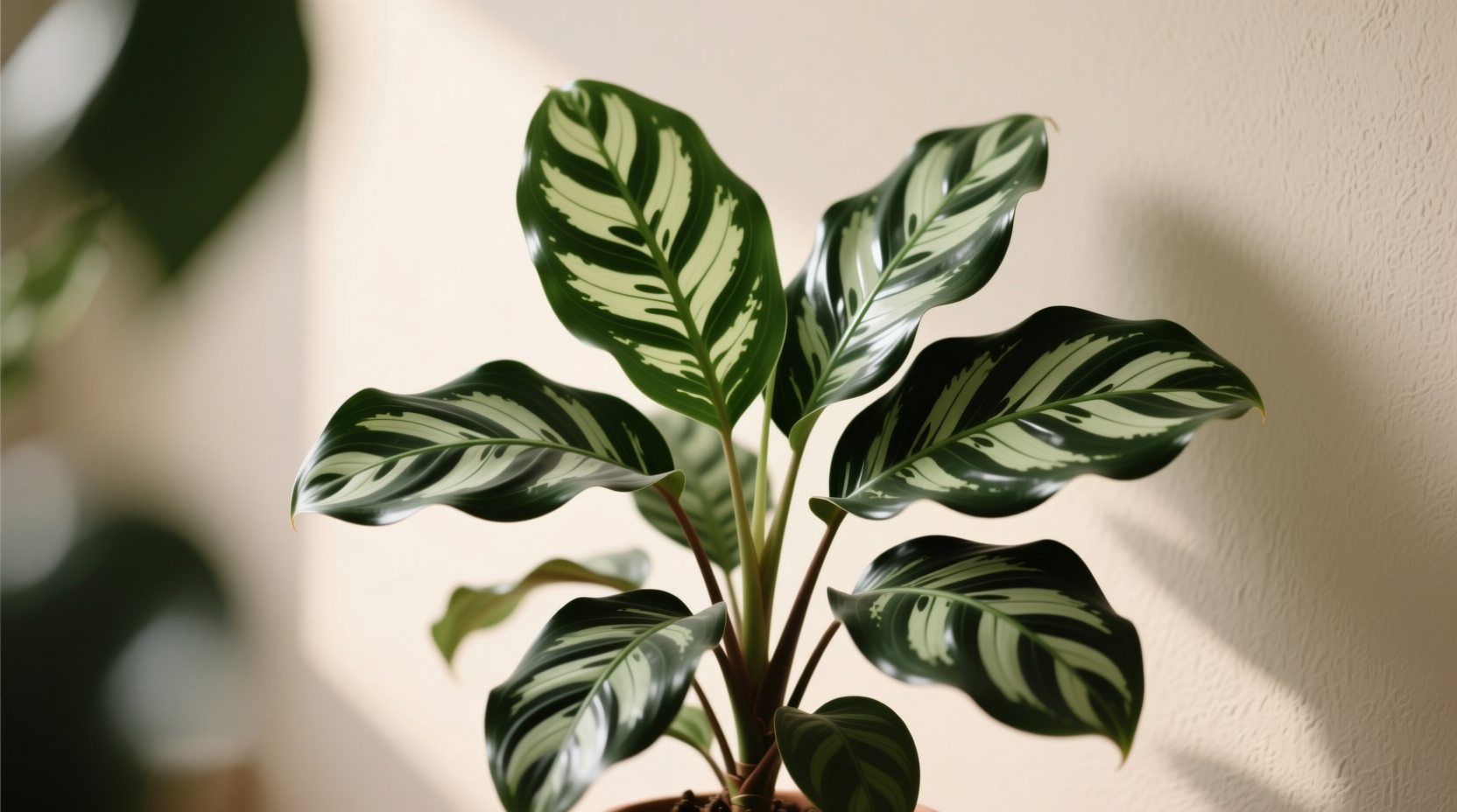 Calathea Plants and Cats: Non-Toxic Safety Facts & Care Tips