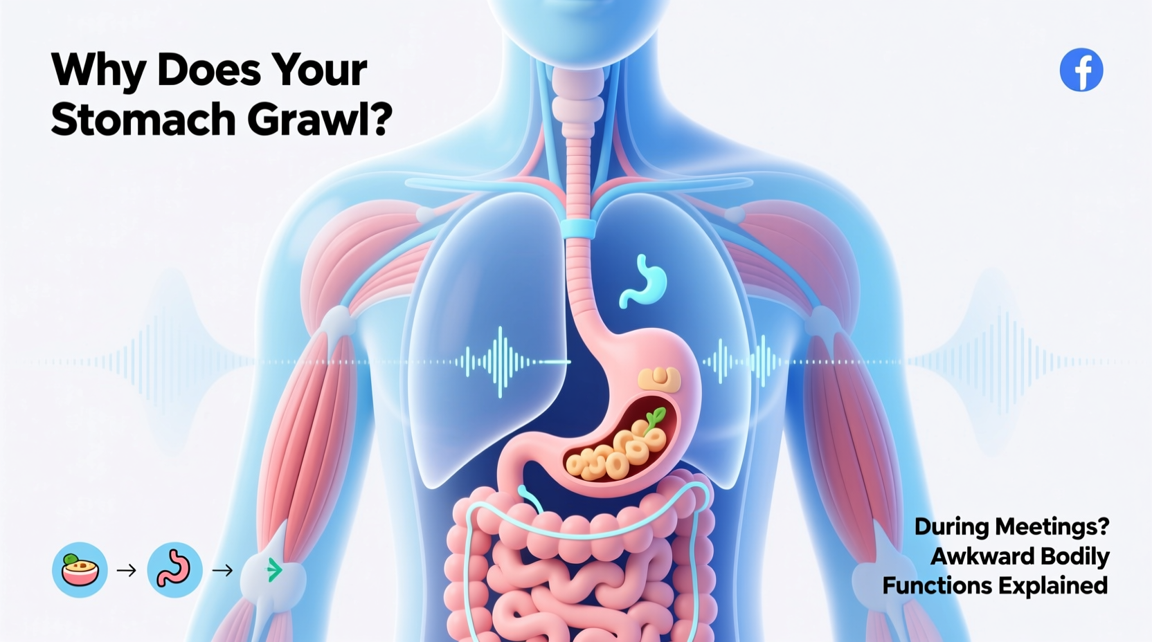 Why Does My Stomach Growl During Meetings Awkward Bodily Functions ...