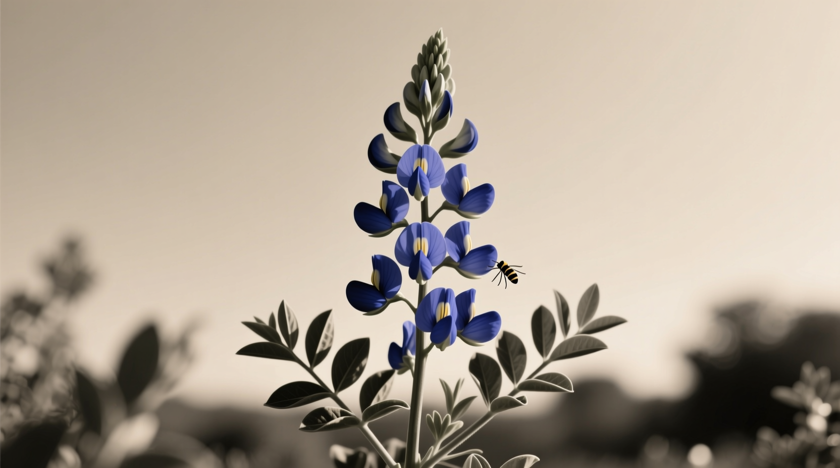 False Indigo Plant: Why It's Not For Dye (And What Gardeners Actually ...