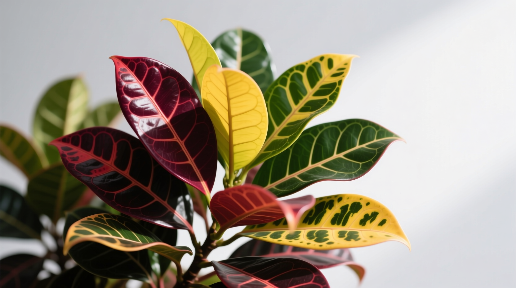 Croton vs Codiaeum: One Plant, Zero Confusion