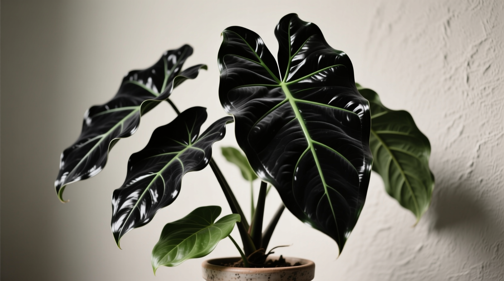 Black Magic Elephant Ear Plant: Complete Care Guide