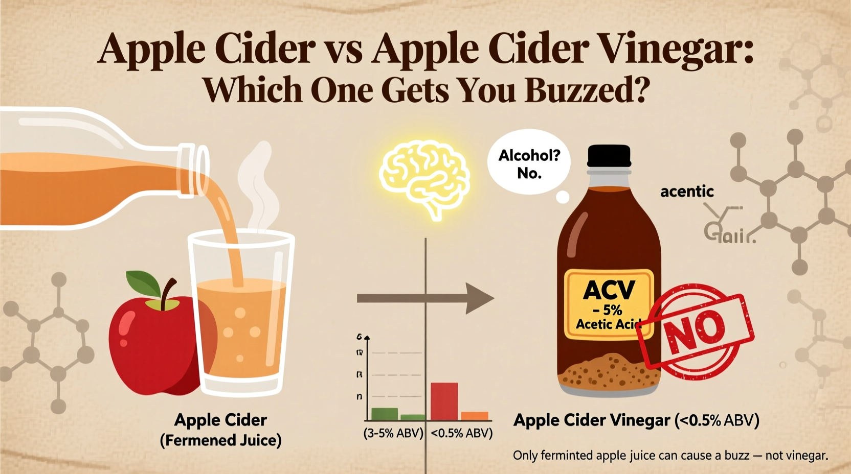 Apple Cider Vinegar Vs Apple Cider Which One Gets You Buzzed And Why