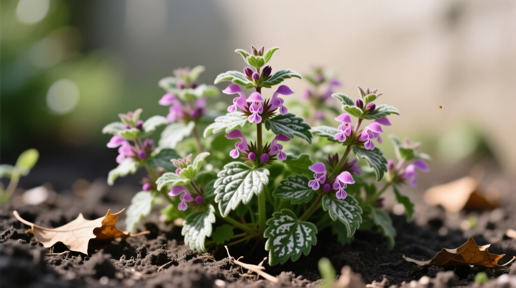 Lamium Plant Care: Why It's Not a Weed and How to Grow It Right