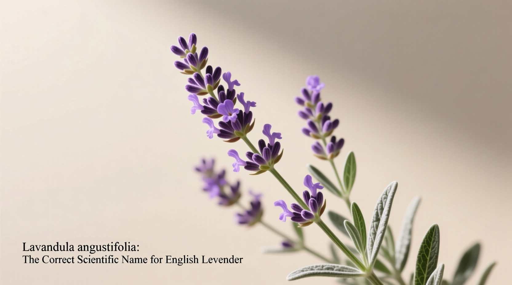 Lavandula angustifolia: The Correct Scientific Name for English Lavender