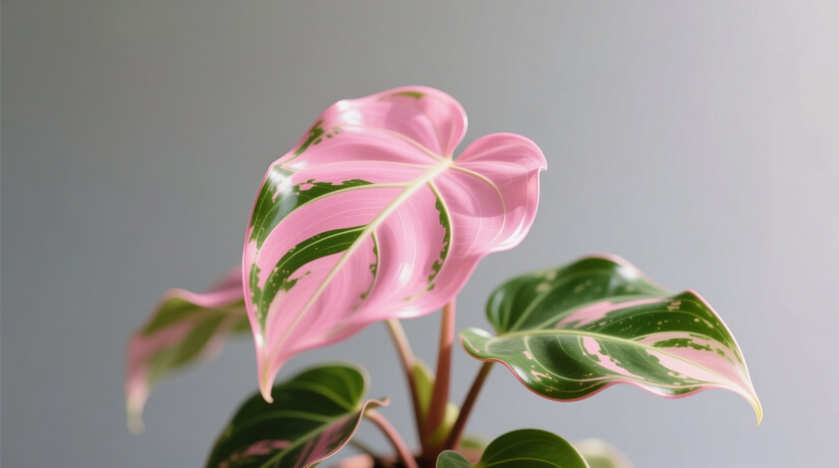 Pink Princess Plant Care: Truths Over Hype for Thriving Growth