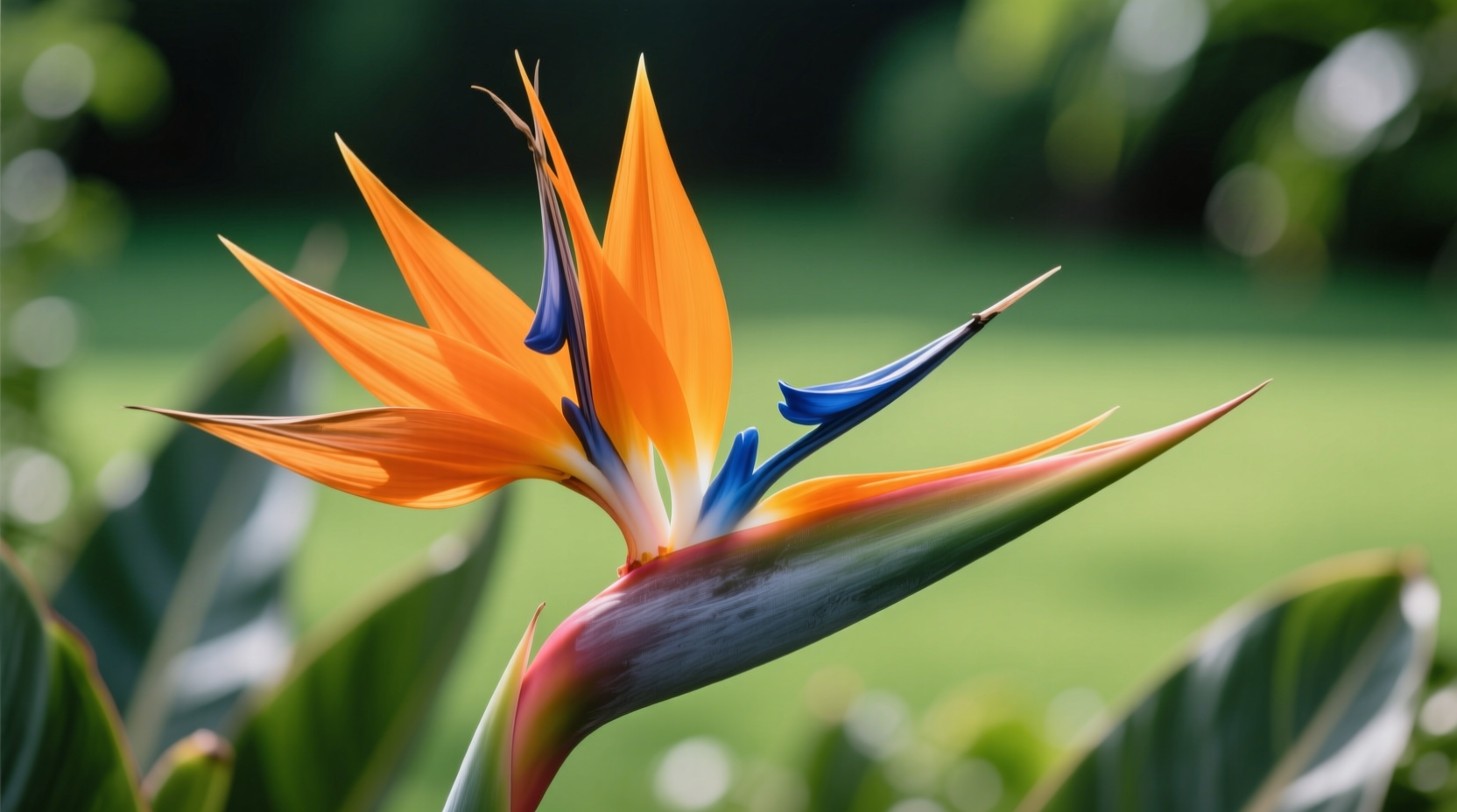 Birds of Paradise: One Name, Two Plants (Which You Actually Have)