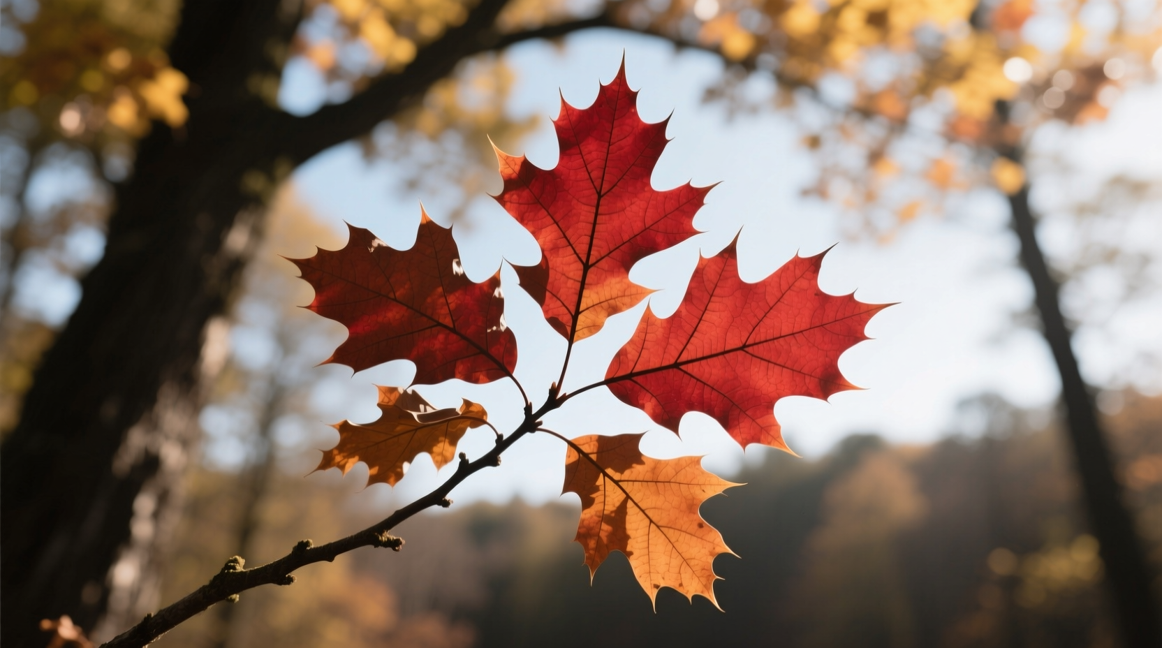 Oak Leaf Tree Myth: Correct ID Guide for Red vs White Oaks