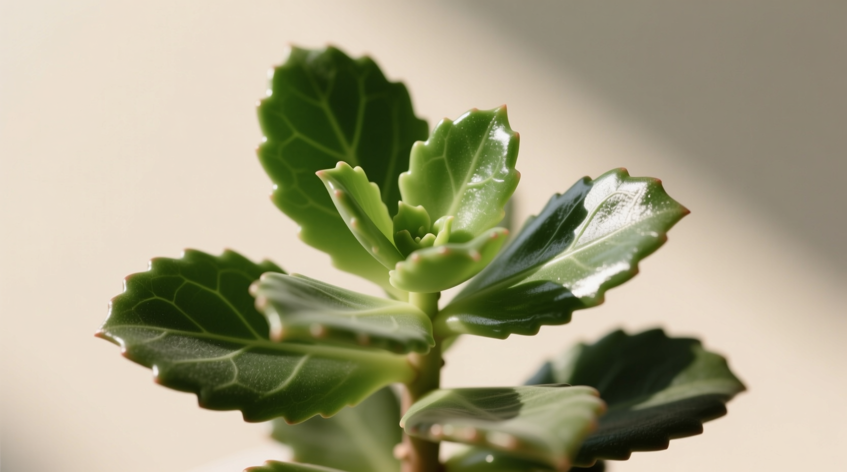 Leaf of Life Plant Care: Truths Beyond the Hype