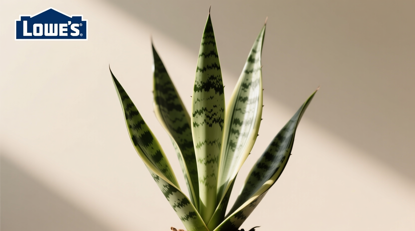 Lowe's Snake Plant Care: Essential Post-Purchase Guide