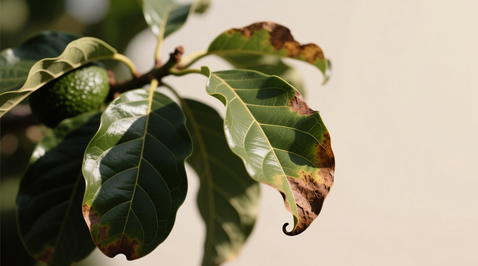 Avocado Leaves Turning Brown? When to Worry (And When Not)