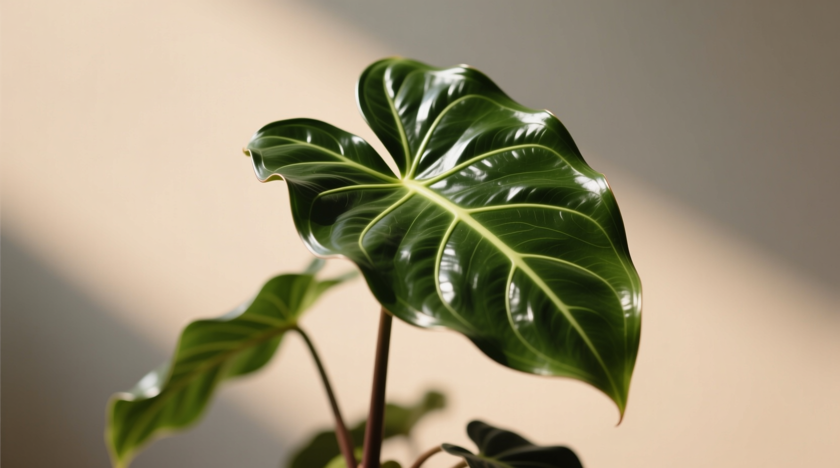 Alocasia Plant Types: Care Guide for Popular Varieties
