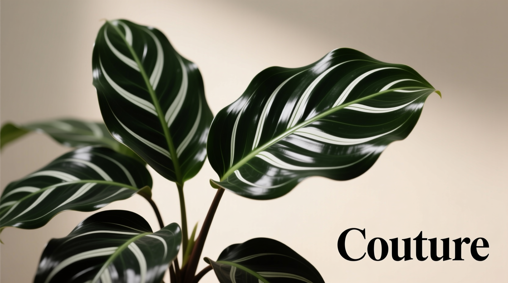 Calathea Couture: Fake Name? Real Care Guide for Zone 10–12