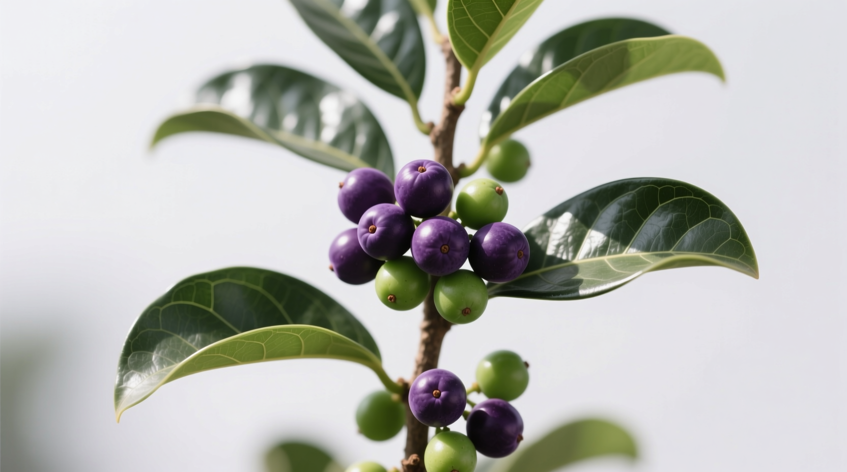 Syzygium Cumini Plant Care: Complete Growing Guide for Java Plum