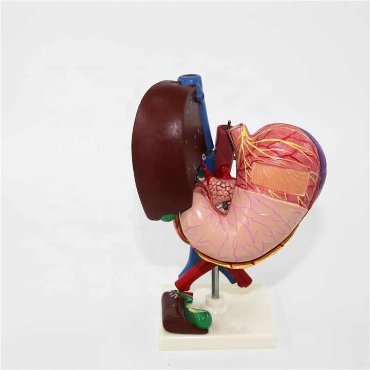 Anatomical Model of Human Liver, Pancreas, and Duodenum