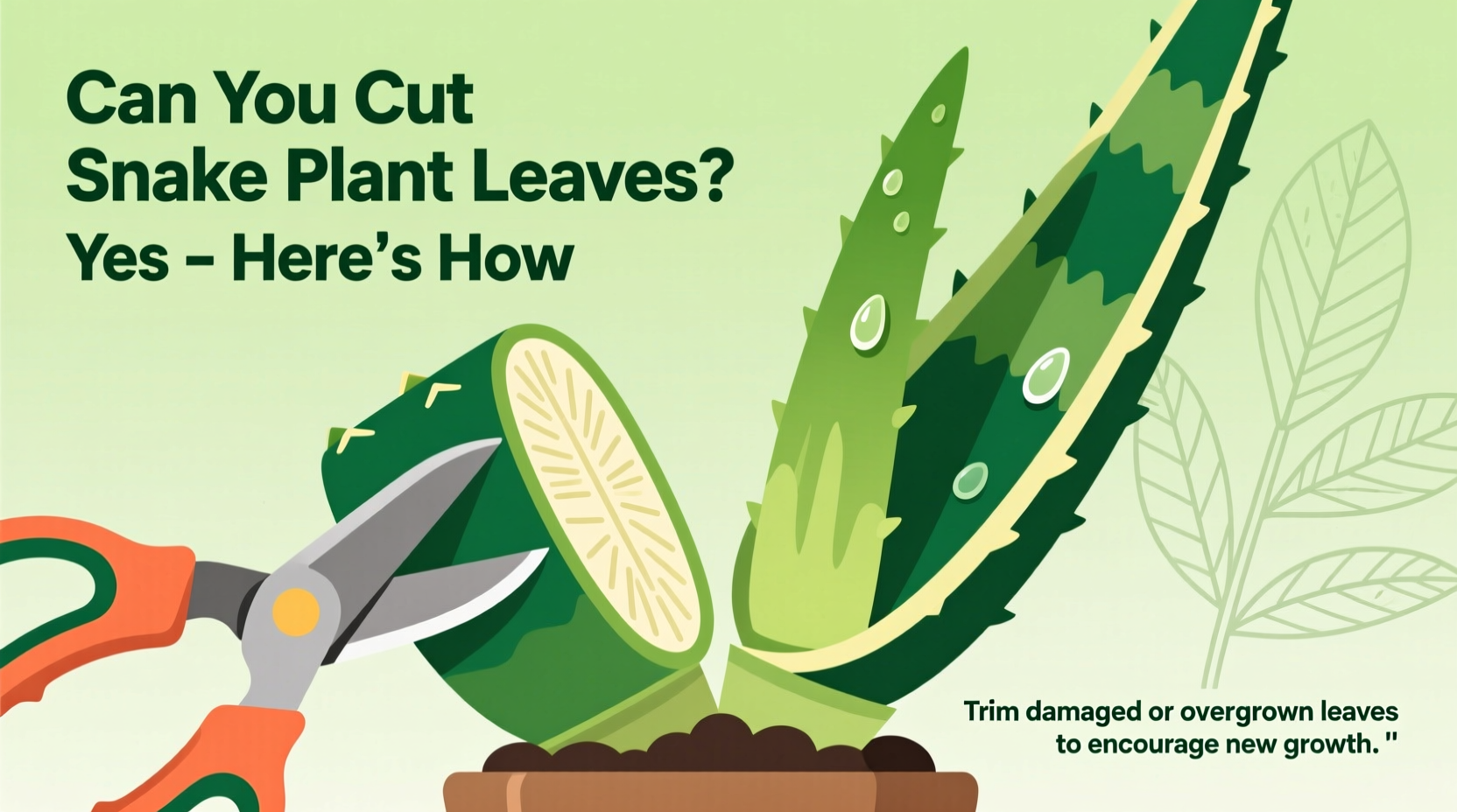 Can You Cut Snake Plant Leaves? Yes – Here's How